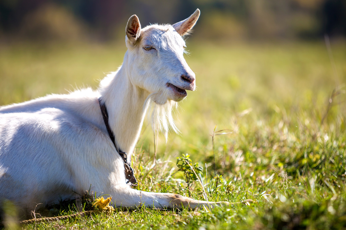 Goat Health 101 – Videos – Mother Earth News